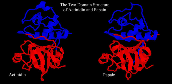 Actinidin: Biochem Modeling Project: Actinidin v. Papain